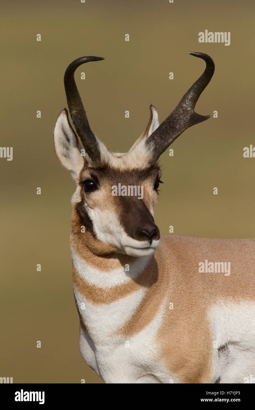 Pronghorn Antelope (Antilocapra americana) male, eastern Montana Stock ...