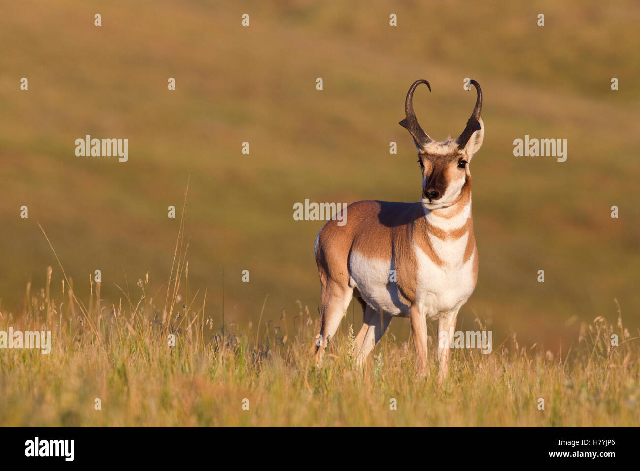 Pronghorn Antelope (Antilocapra americana) male, eastern Montana Stock ...