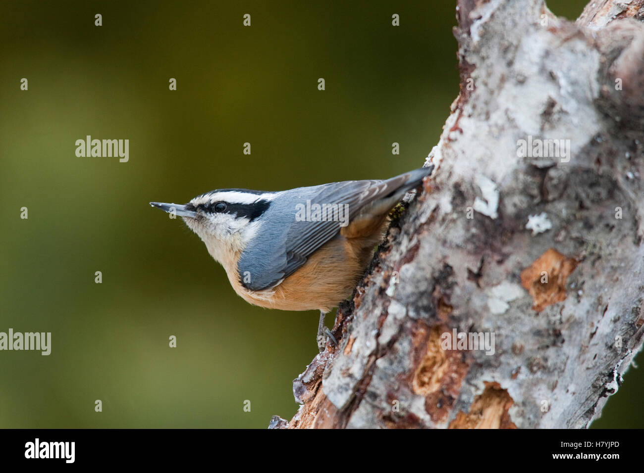 Red-breasted Nuthatch (Sitta canadensis), North America Stock Photo - Alamy