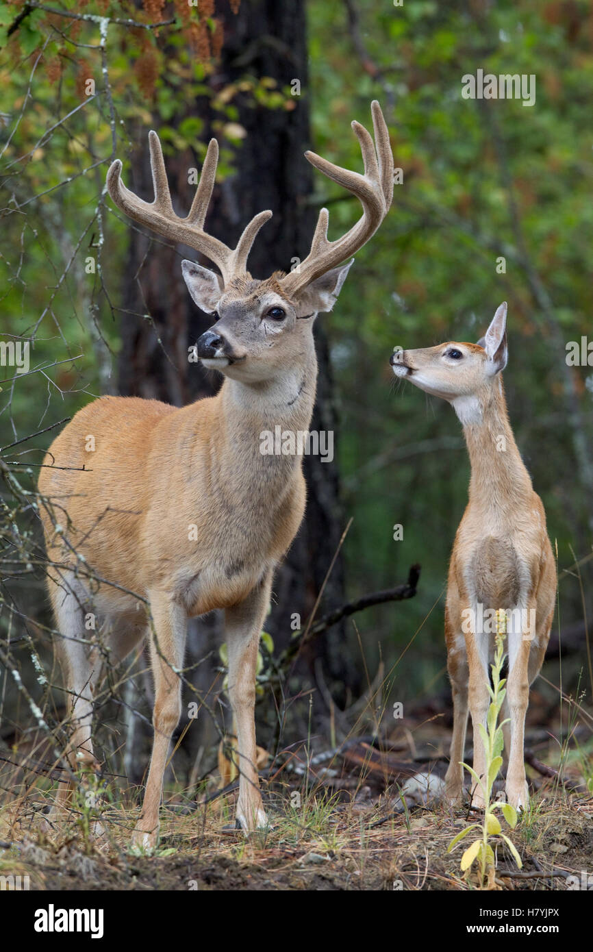 White-tailed Deer (Odocoileus virginianus) buck and fawn, western ...