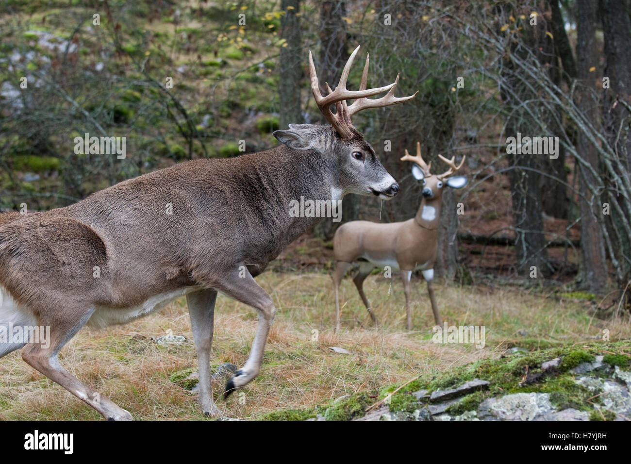 White-tailed Deer (Odocoileus virginianus) buck displaying at deer ...