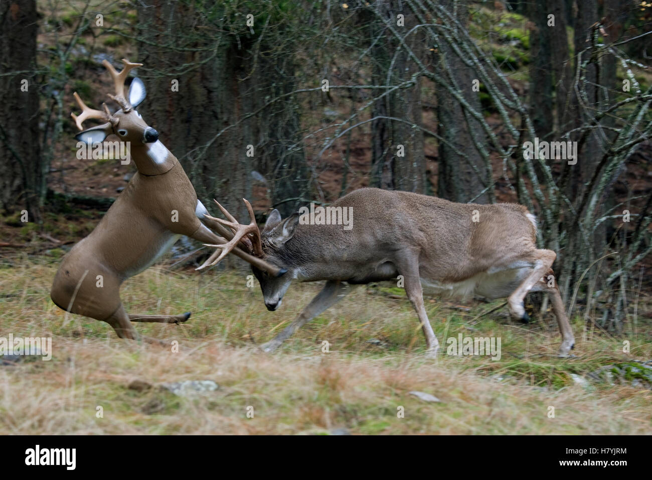White-tailed Deer (Odocoileus virginianus) attacking deer decoy ...