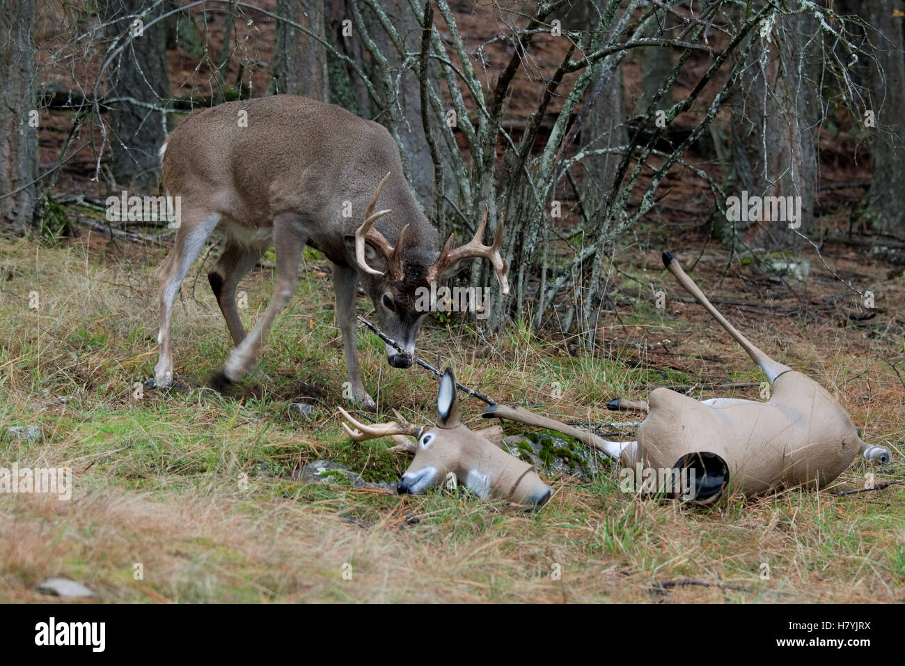 White-tailed Deer (Odocoileus virginianus) attacking deer decoy ...