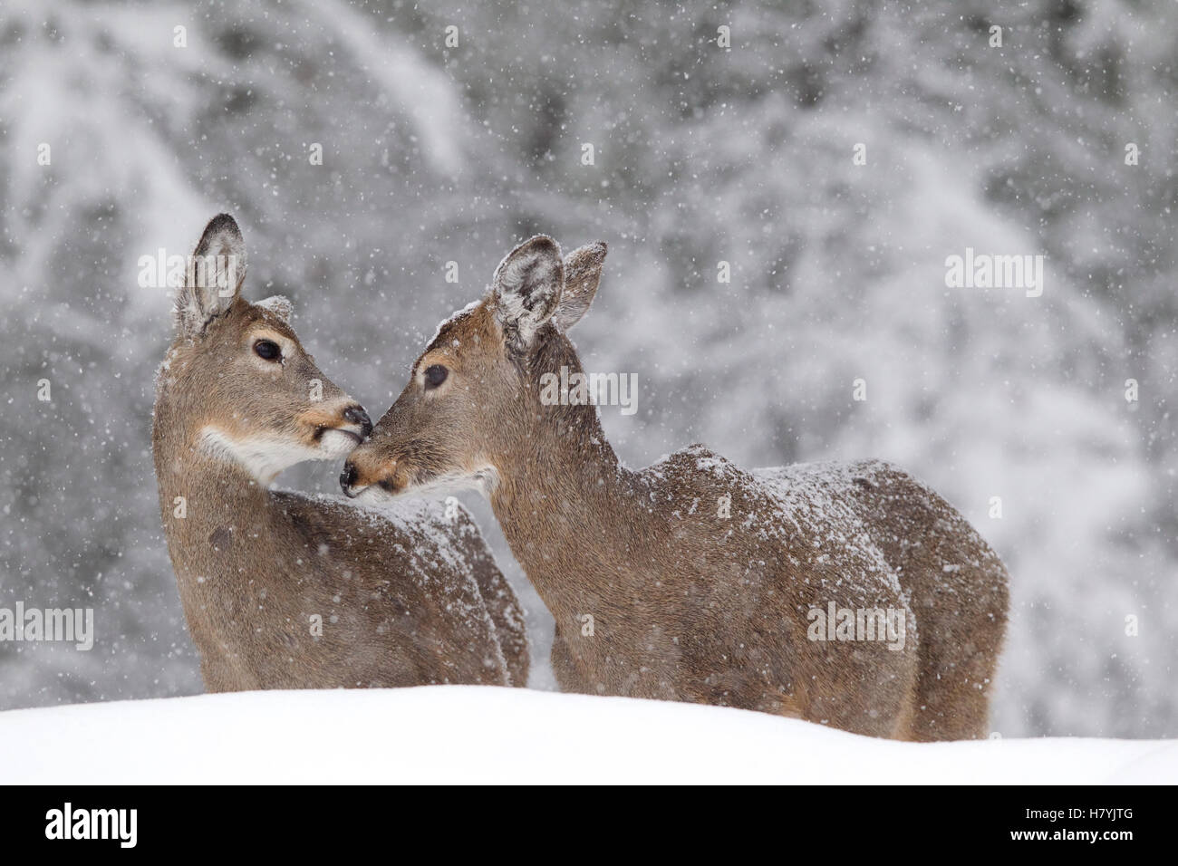 White-tailed Deer (Odocoileus virginianus) does nuzzling, western ...