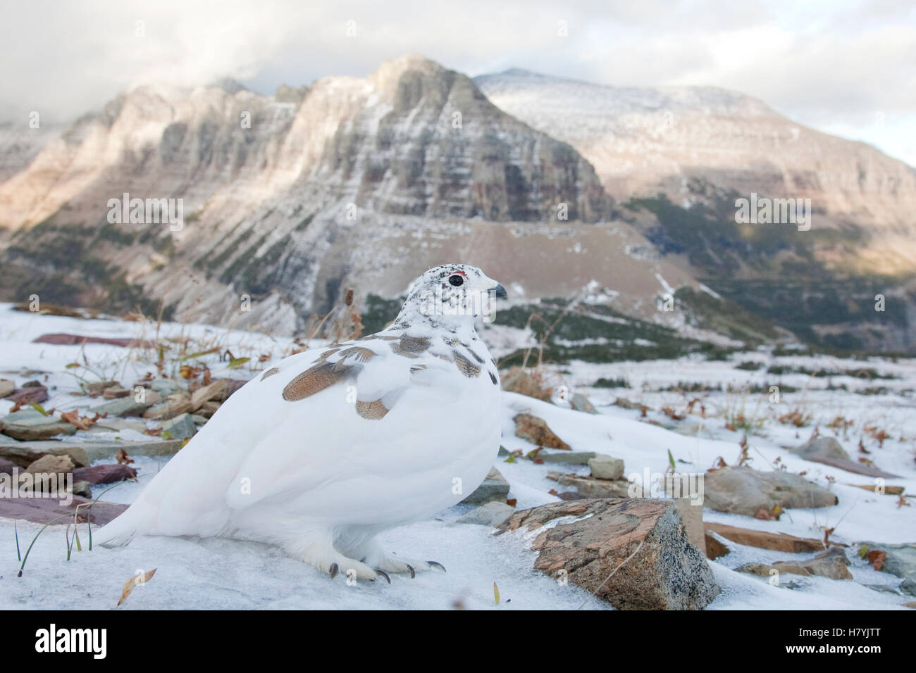 White-tailed Ptarmigan (Lagopus leucura) in winter plumage on mountain ...
