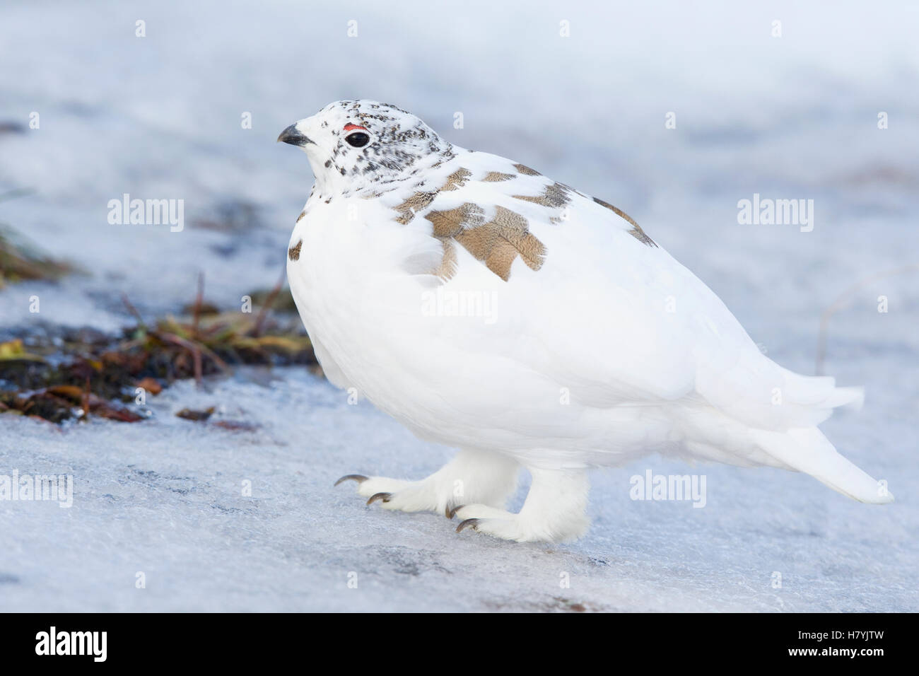 White-tailed Ptarmigan (Lagopus leucura) in winter plumage, Glacier ...
