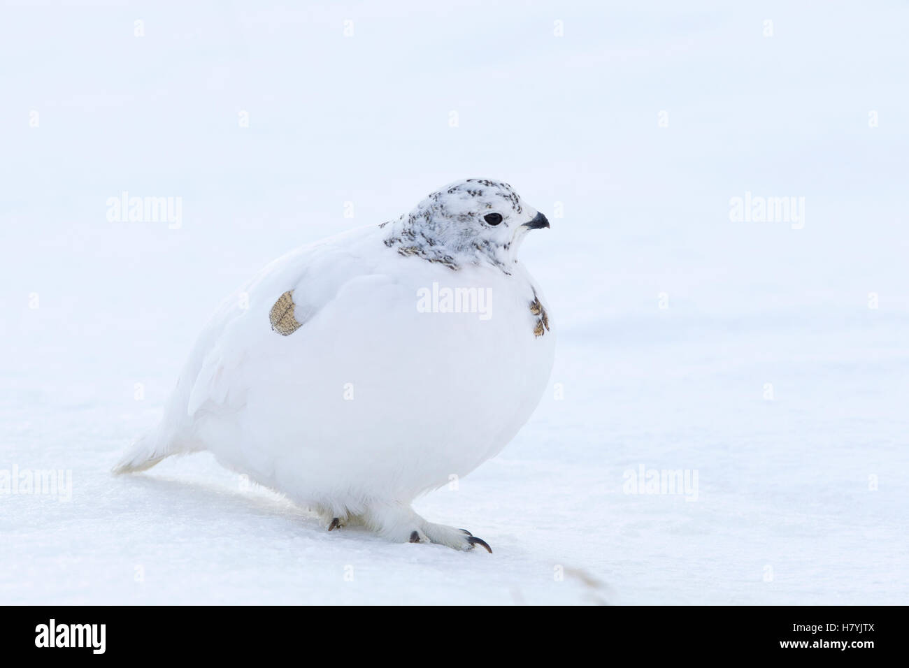 White-tailed Ptarmigan (Lagopus leucura) in winter plumage, Glacier ...
