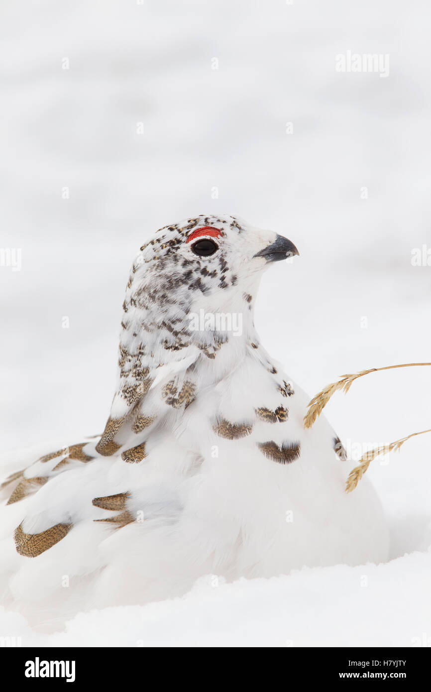 White-tailed Ptarmigan (Lagopus leucura) in winter plumage, Glacier ...