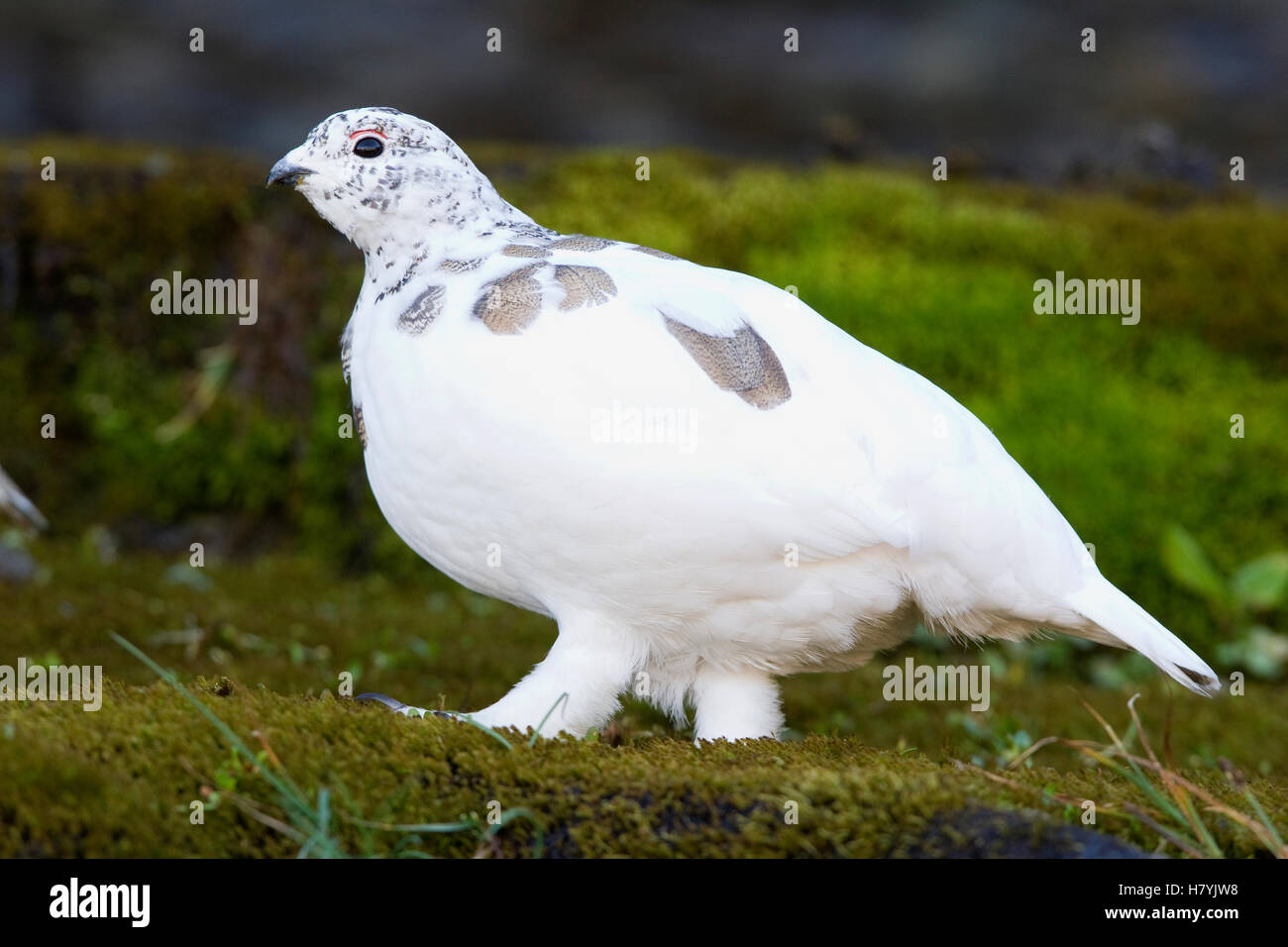 White-tailed Ptarmigan (Lagopus leucura) in winter plumage, Glacier ...