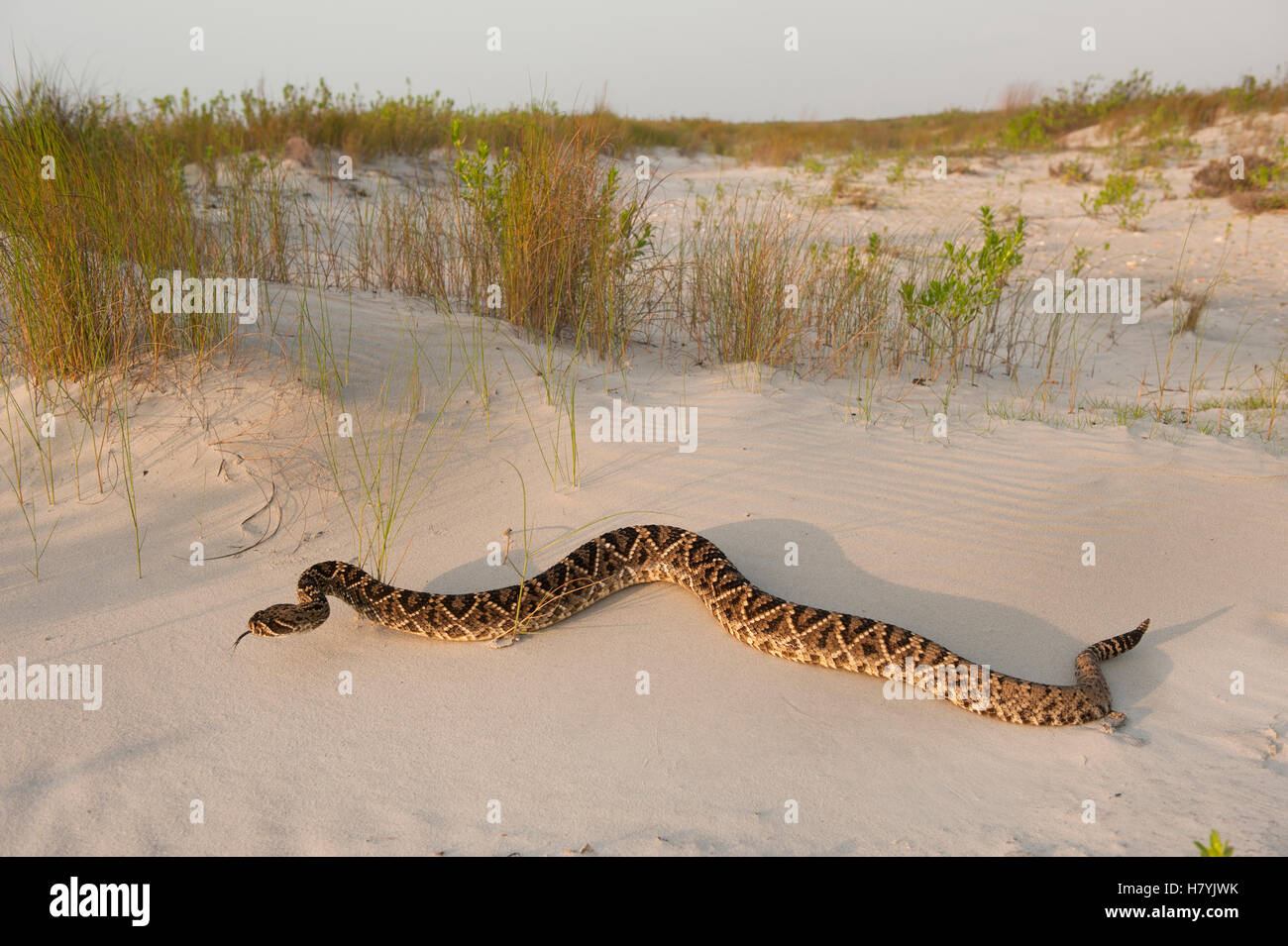 Eastern Diamondback Rattlesnake (Crotalus adamanteus), Little St. Simon ...