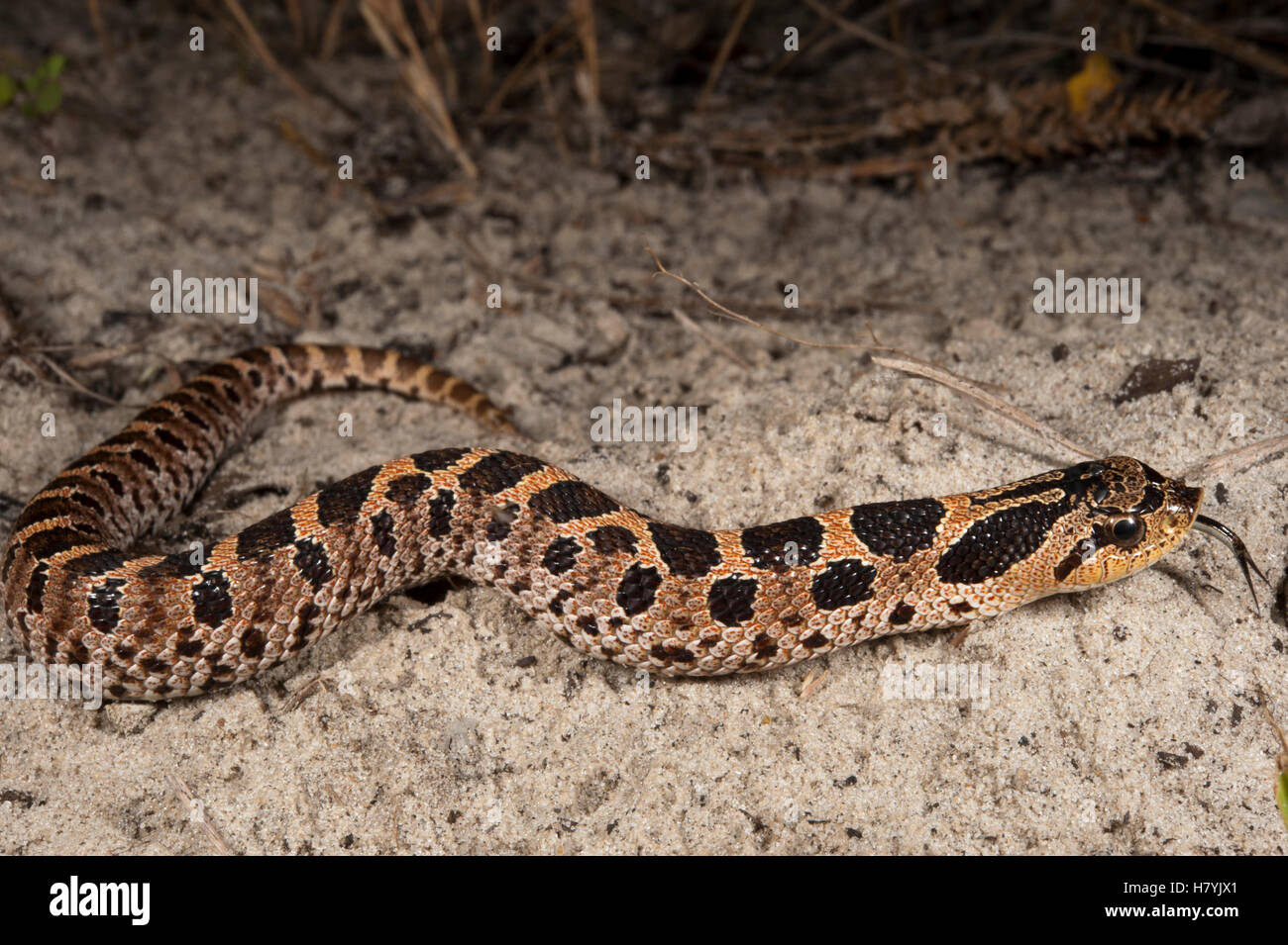 Southern Hognose Snake (Heterodon simus), native to the southeastern ...
