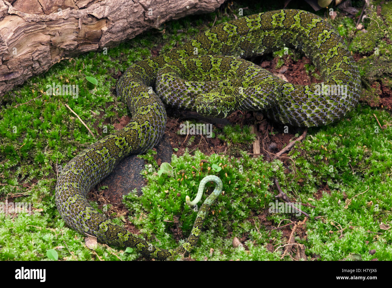 Mangshanen Pit Viper (Trimeresurus mangshanensis) camouflaged on moss ...