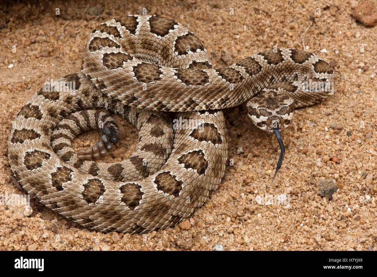 Western Rattlesnake (Crotalus viridis) in defensive posture, native to ...
