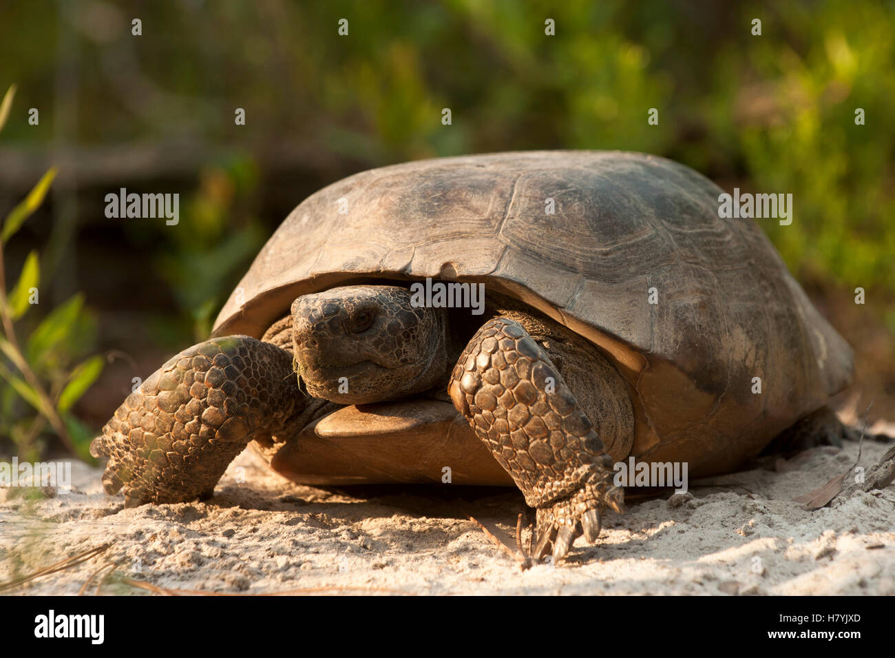 Florida Gopher Tortoise (Gopherus polyphemus) female, Georgia Stock ...