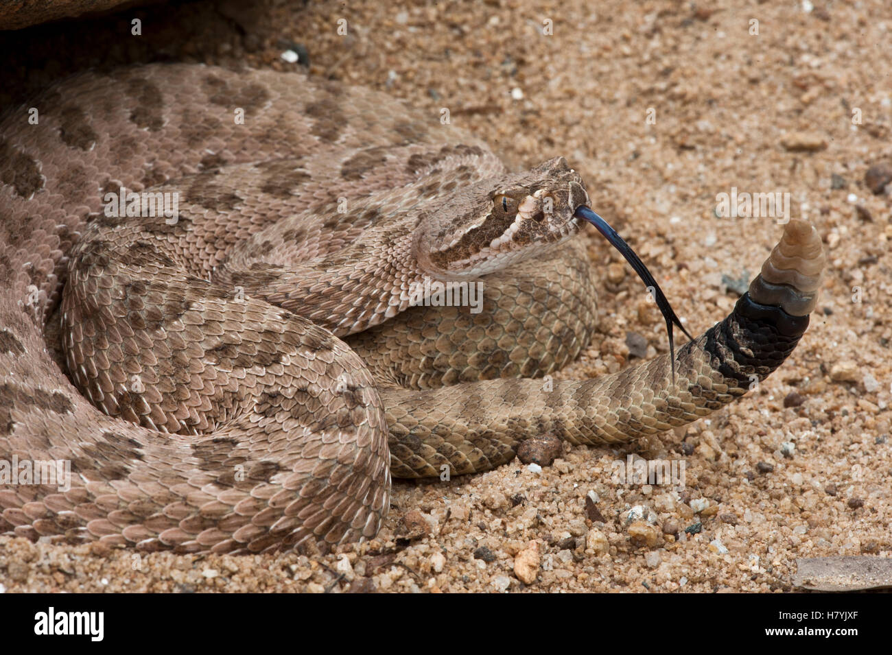 Grand Canyon Rattlesnake (Crotalus oreganus abyssus) showing rattle ...