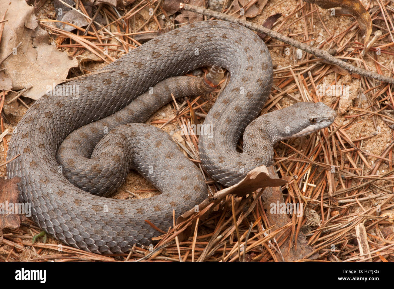 Twin-spotted Rattlesnake (Crotalus pricei) amid pine needles, native to ...