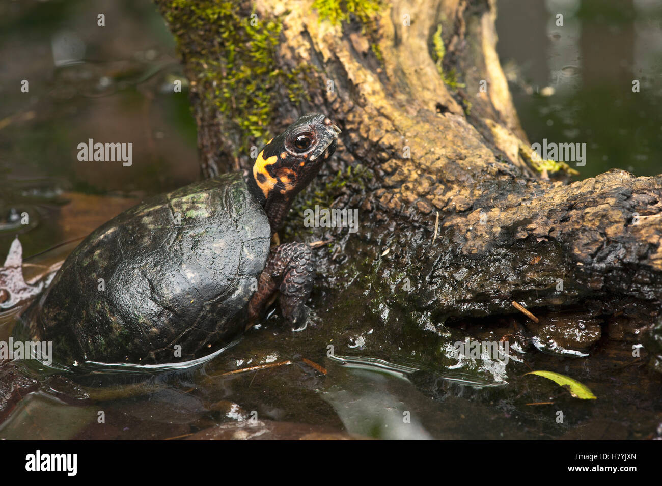 Bog Turtle (Glyptemys muhlenbergii) resting on log, native to the ...