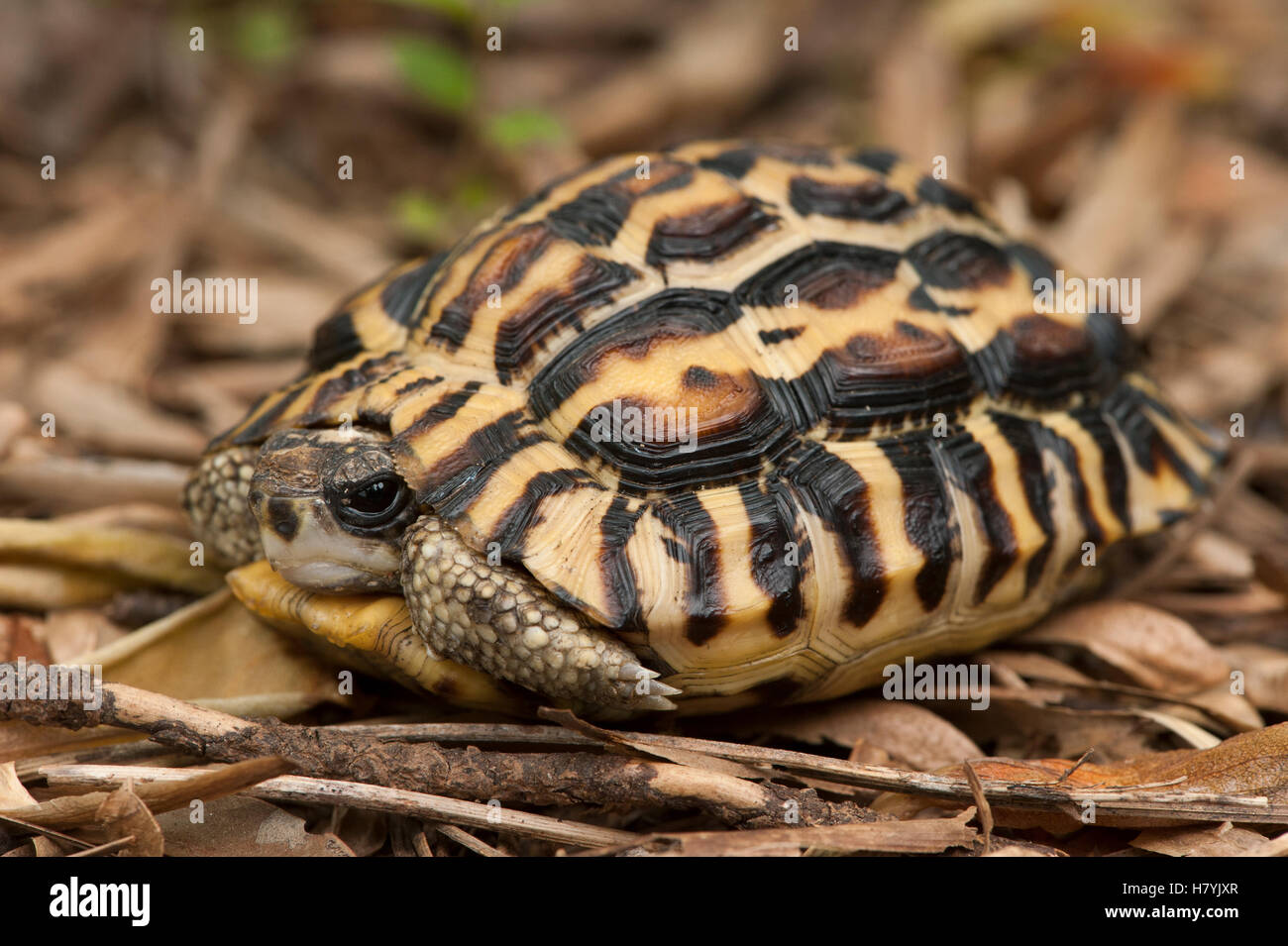 Flat-backed Spider Tortoise (Pyxis planicauda) retreated in shell ...