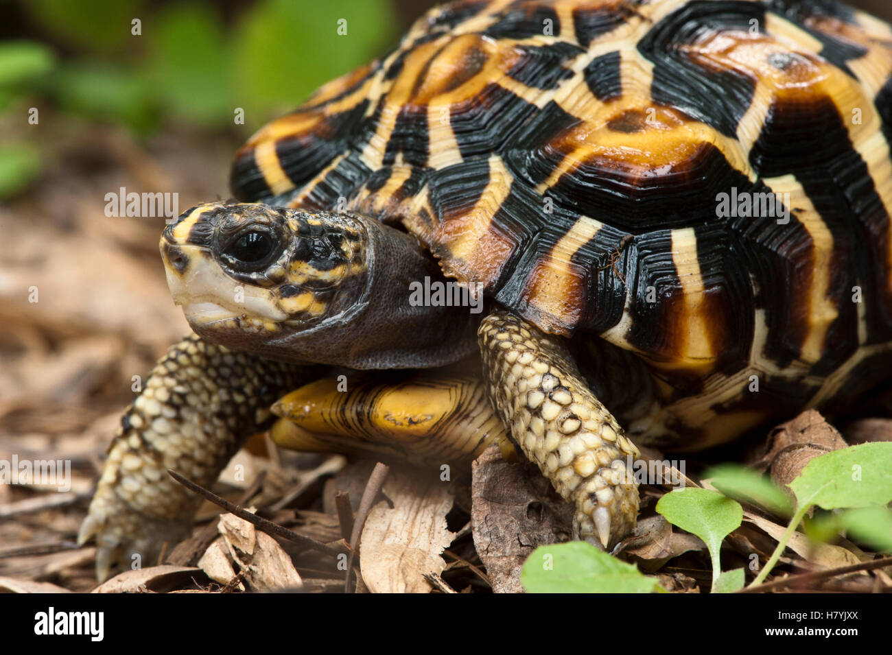 Flat-backed Spider Tortoise (Pyxis planicauda), native to Madagascar ...