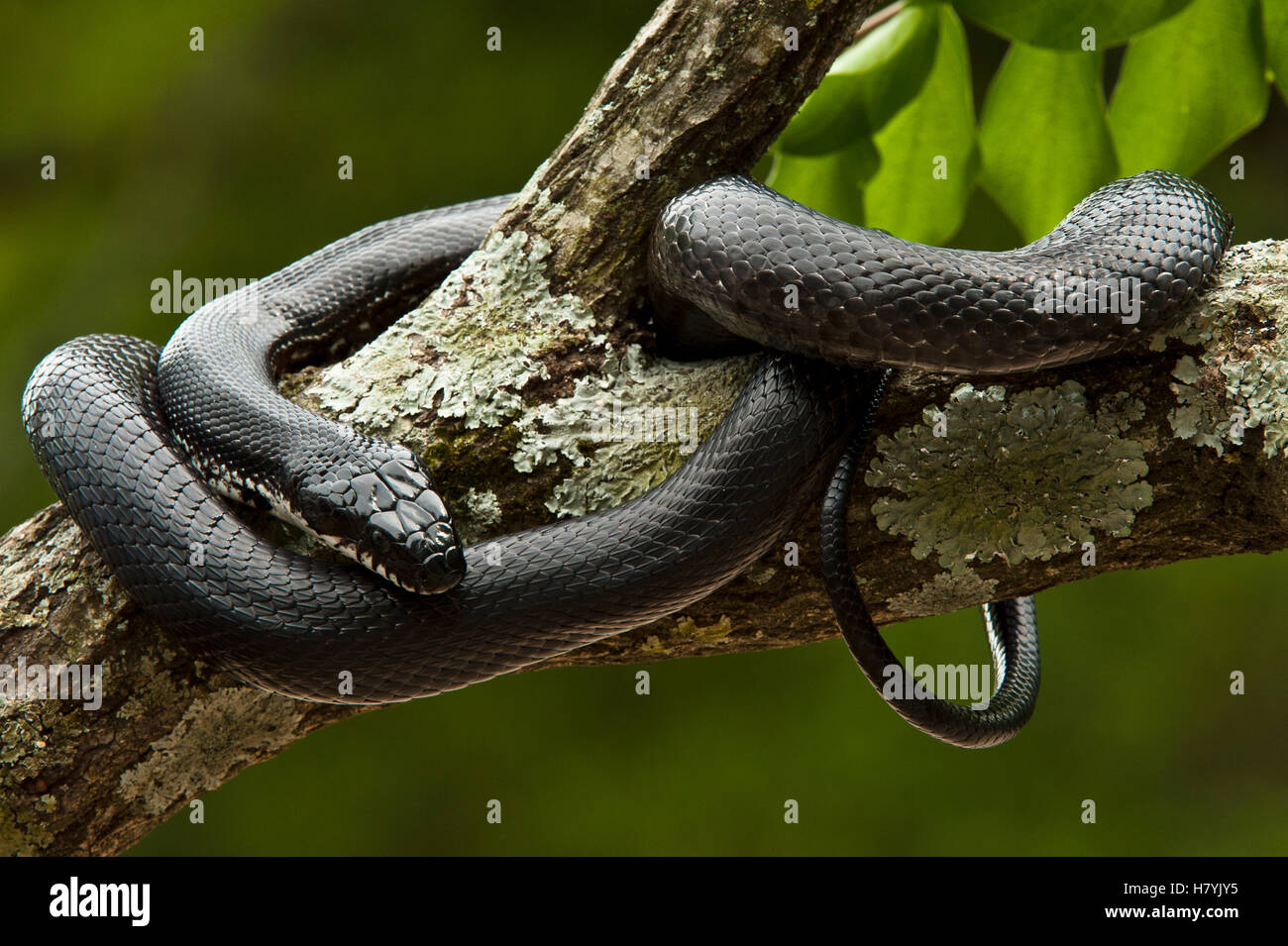 Eastern Rat Snake (Elaphe obsoleta) coiled in tree, native to eastern ...