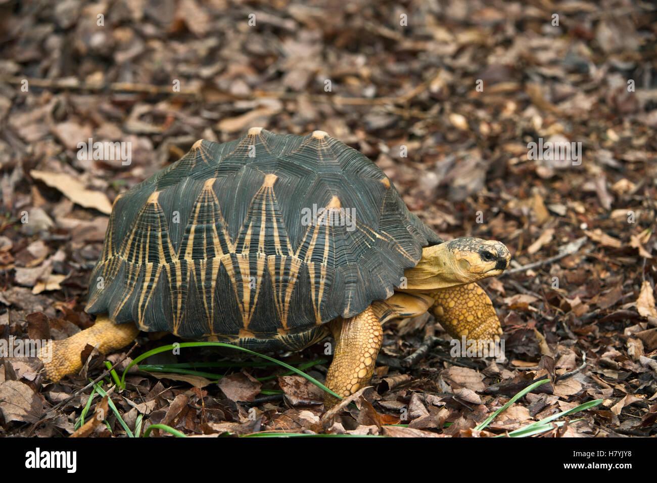 Radiated Tortoise (Geochelone radiata), native to Madagascar Stock ...