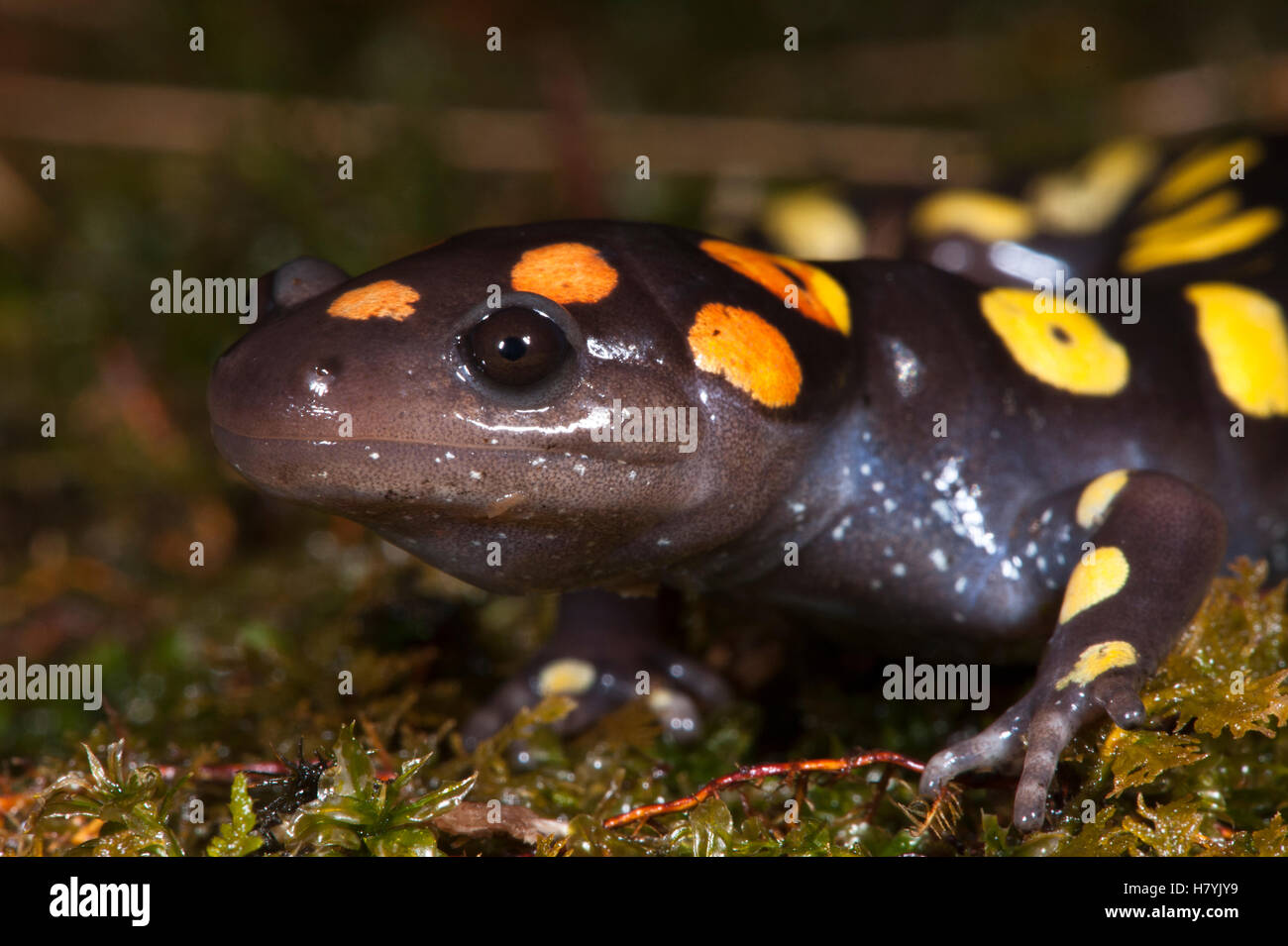 Spotted Salamander (Ambystoma maculatum), native to the eastern United ...