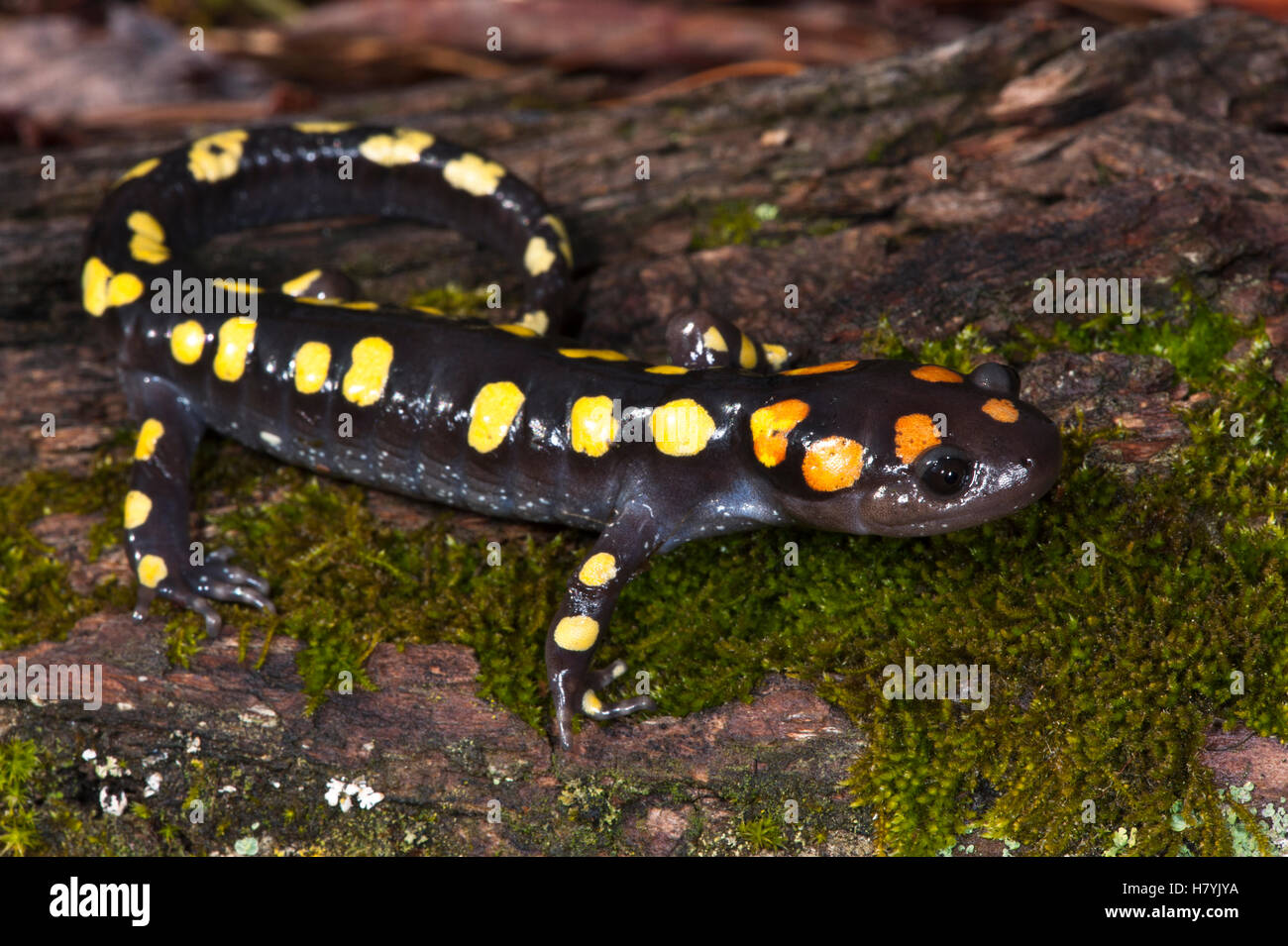 Spotted Salamander (Ambystoma maculatum), native to the eastern United ...