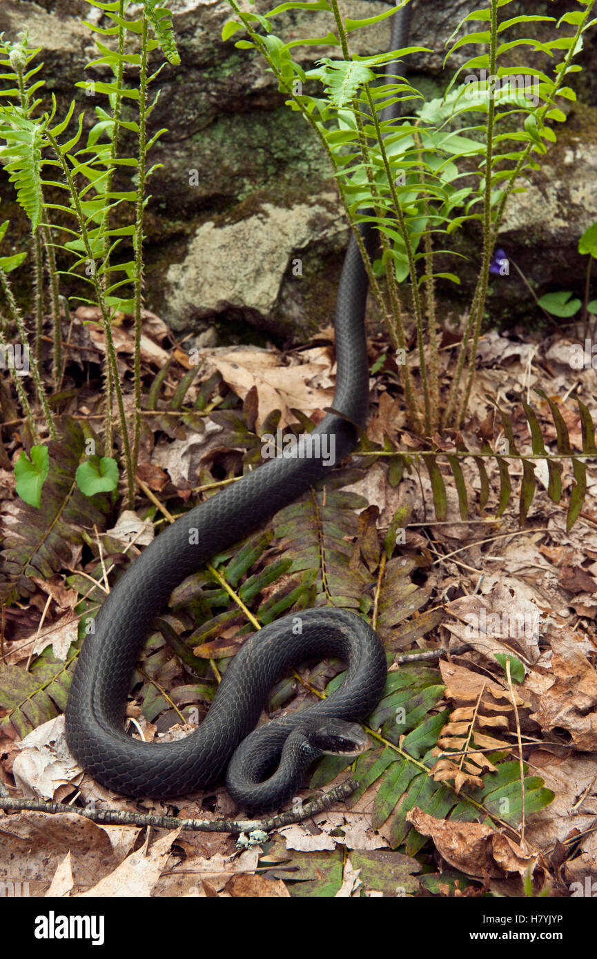 Northern Black Racer (Coluber constrictor constrictor) snake amid ferns ...