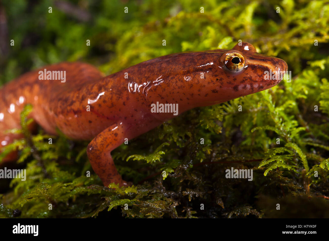 Northern Spring Salamander (Gyrinophilus porphyriticus), native to the ...