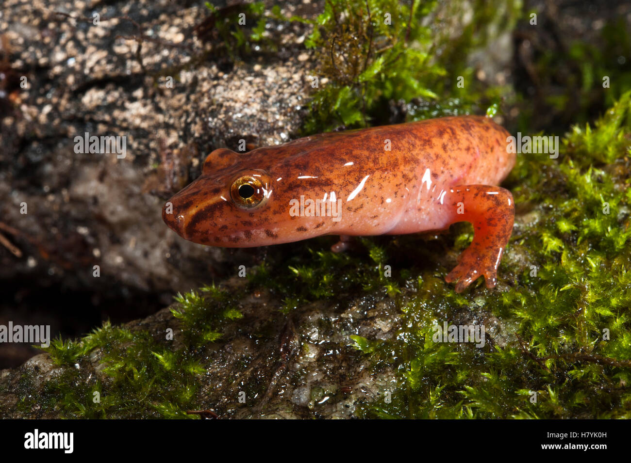 Northern Spring Salamander (Gyrinophilus porphyriticus), native to the ...