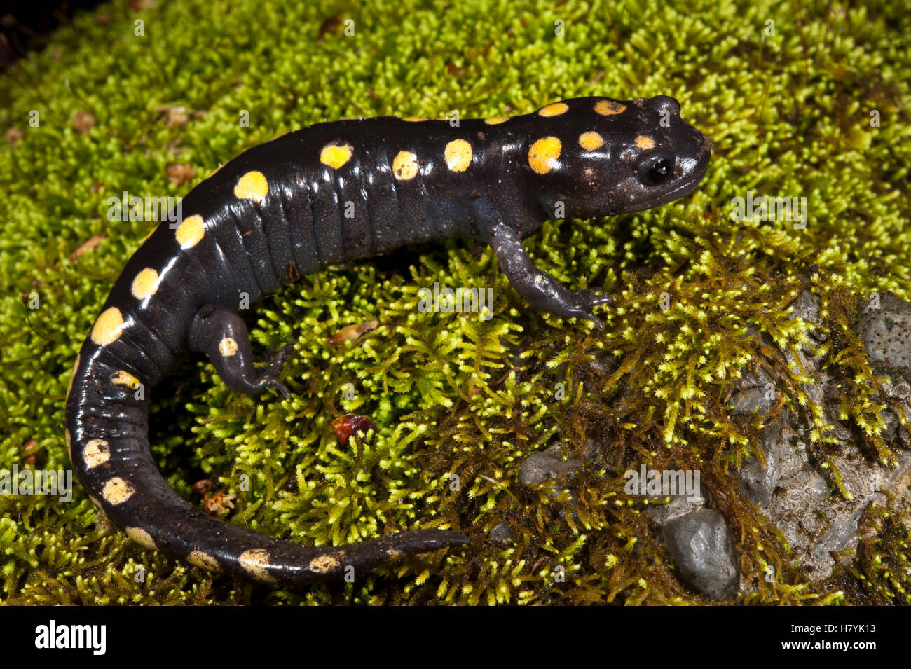 Spotted Salamander (Ambystoma maculatum), native to the eastern United ...