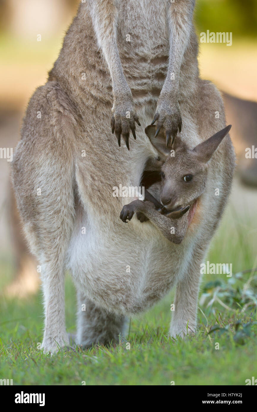 Eastern Grey Kangaroo (Macropus giganteus) female with joey in her ...