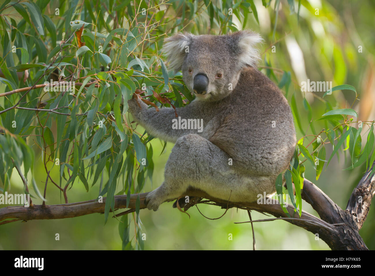 Koala (Phascolarctos cinereus) feeding on eucalyptus leaves, Otway ...