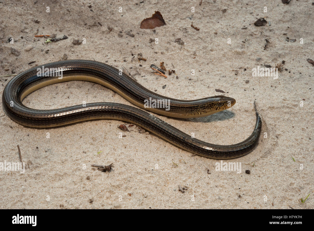 Eastem Glass Lizard (Ophisaurus ventralis), Little St. Simon's Island ...