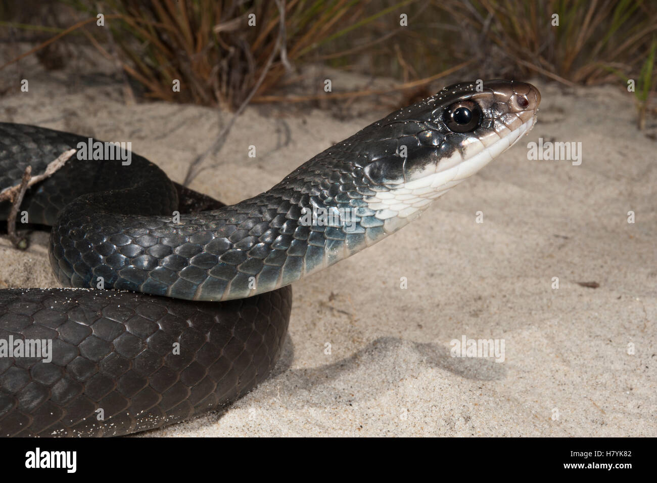 Eastern Racer (Coluber constrictor), Little St. Simon's Island, Georgia ...