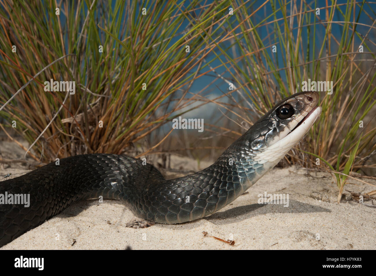 Eastern Racer (Coluber constrictor) in defensive posture, Little St ...