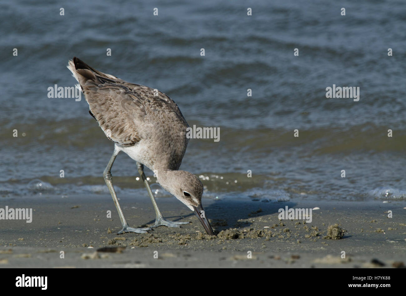 Willet (Tringa semipalmata) feeding on Horseshoe Crab (Limulus ...
