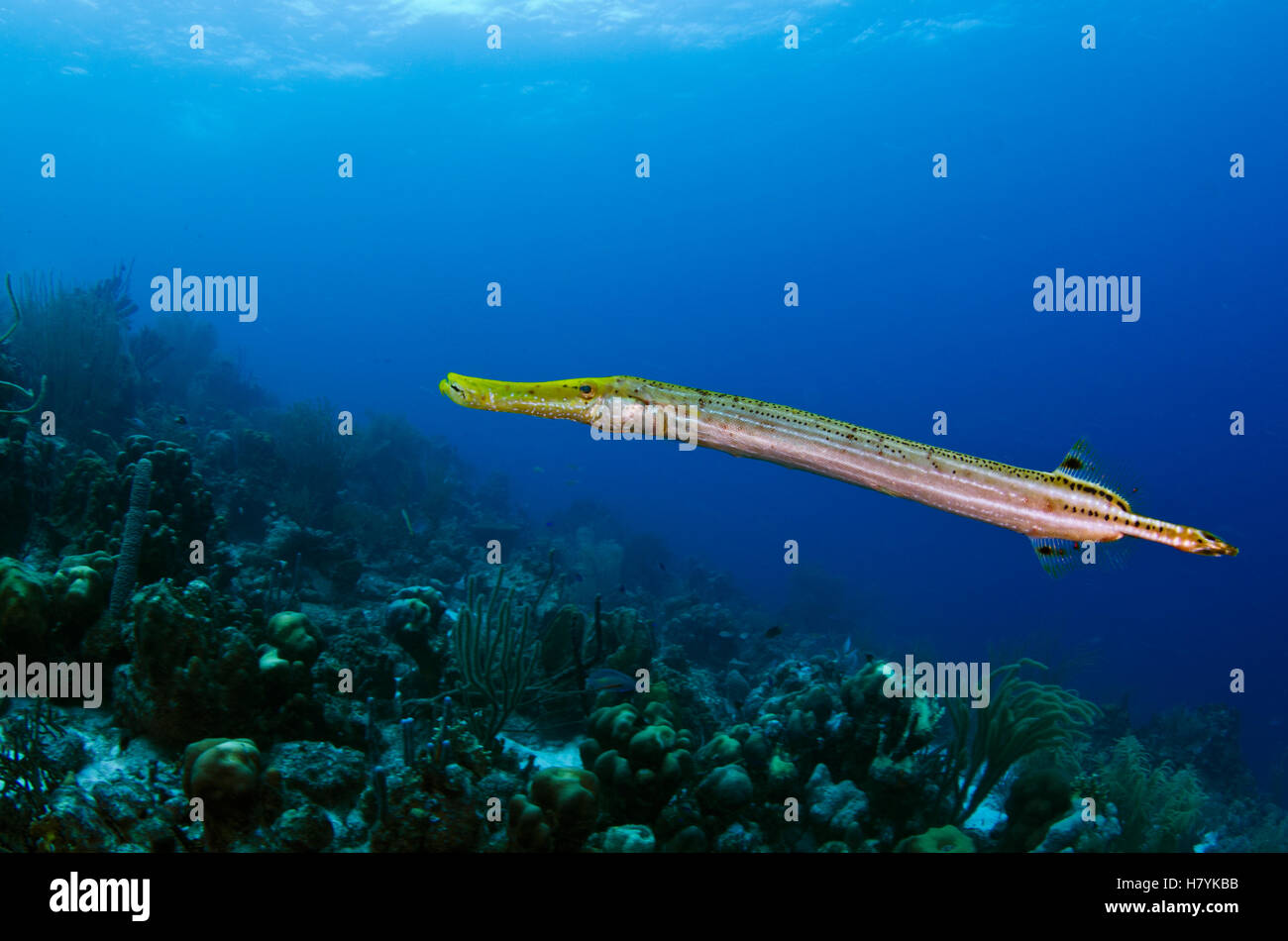 Trumpetfish (Aulostomus maculatus), Bonaire, Netherlands Antilles ...