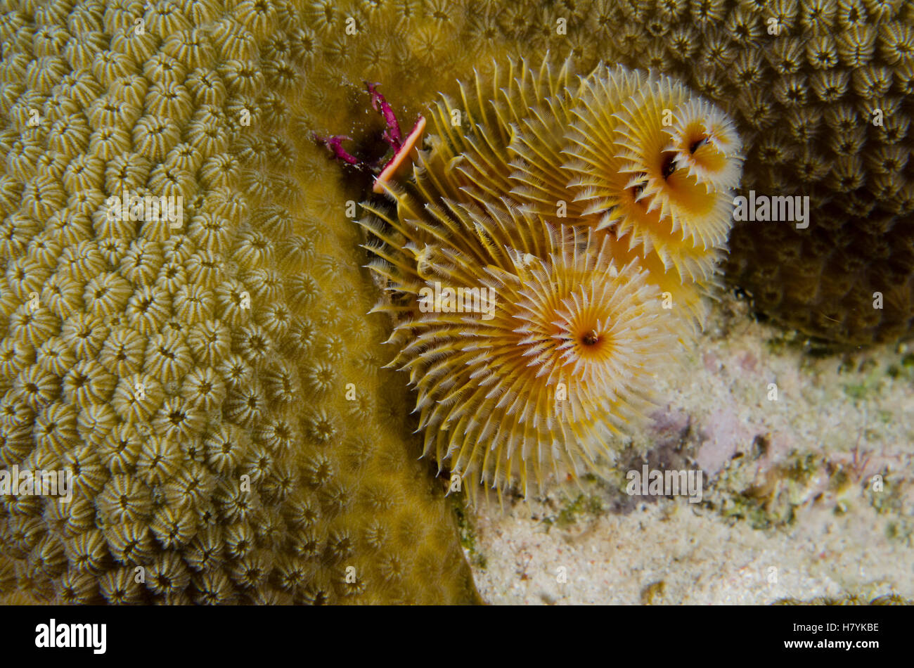 Christmas Tree Worm Spirobranchus Giganteus Filter Feeding While