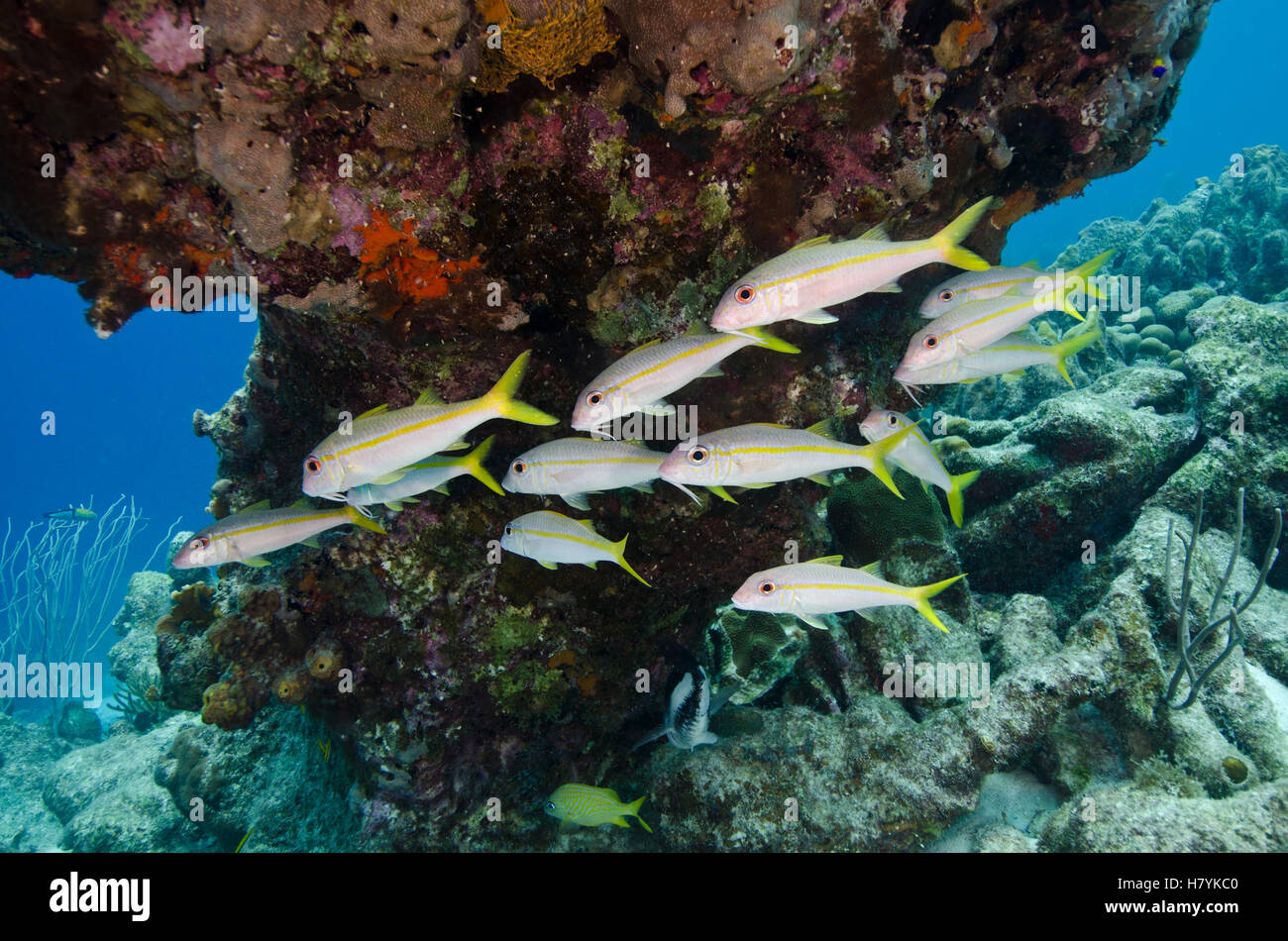 Yellow Goatfish (Mulloidichthys martinicus) school in coral reef ...