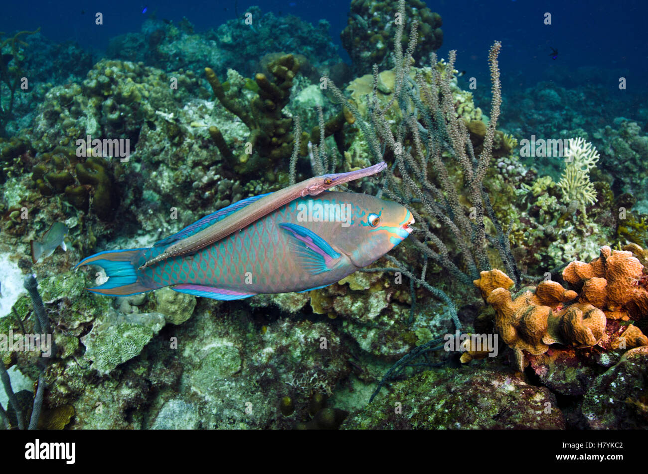 Queen Parrotfish (Scarus vetula) and Trumpetfish (Aulostomus maculatus ...
