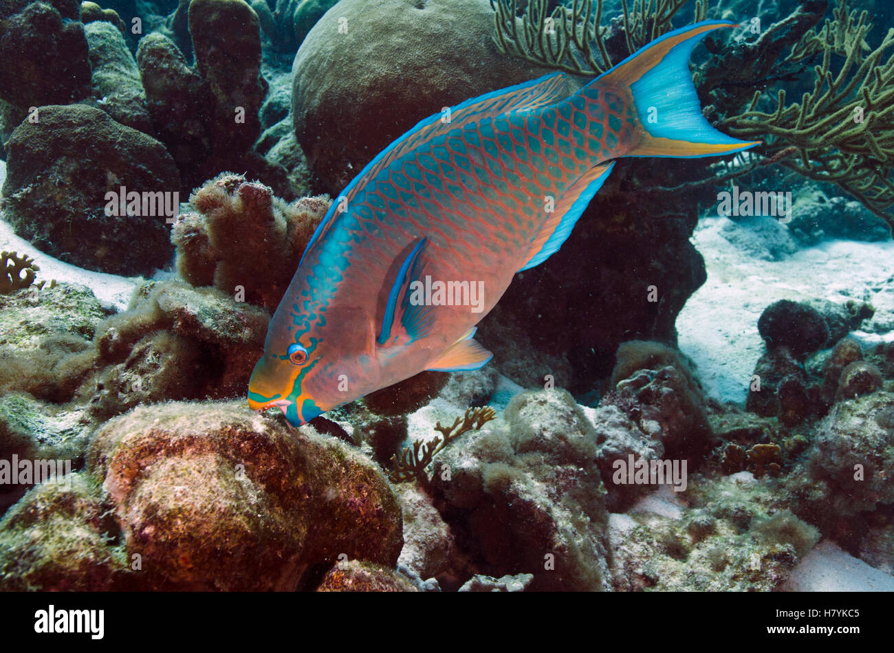 Queen Parrotfish (Scarus vetula) feeding on coral, Bonaire, Netherlands ...