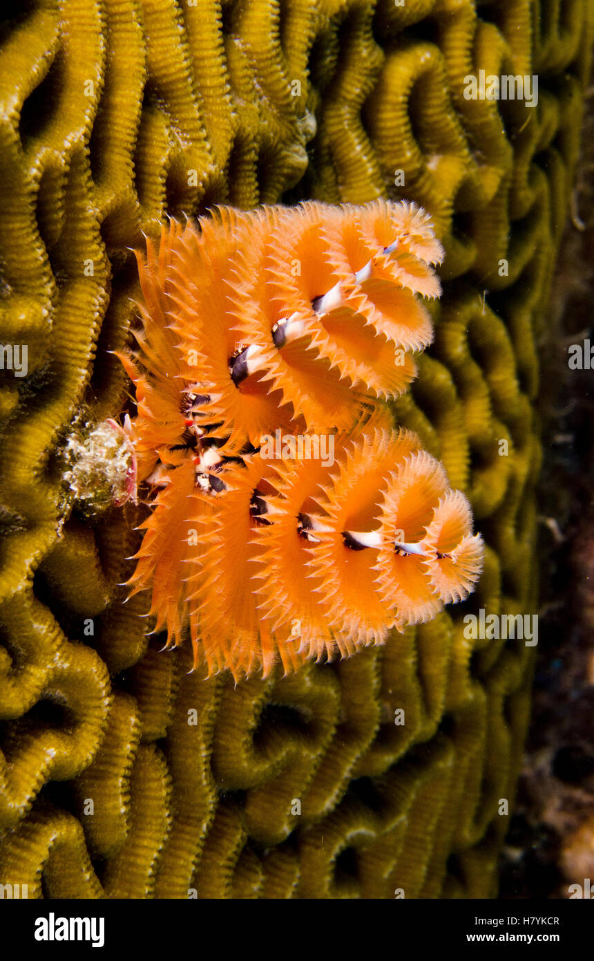 Christmas Tree Worm Spirobranchus Giganteus Filter Feeding While