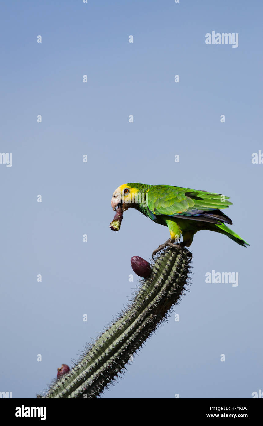 Yellow-shouldered Parrot (Amazona barbadensis) feeding on cactus flower ...