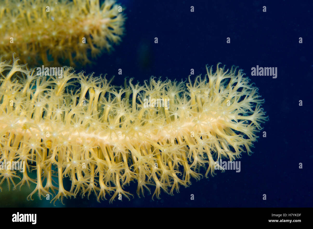 Anthozoan (Pseudoplexaura sp) polyps, Bonaire, Netherlands Antilles ...