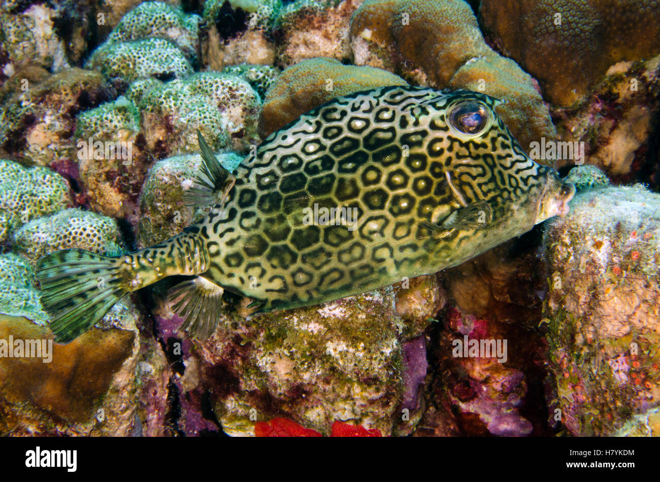 Honeycomb Cowfish (Acanthostracion polygonia) camouflaged in reef ...