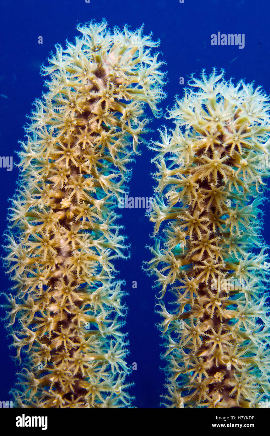 Anthozoan (Pseudoplexaura sp) polyps, Bonaire, Netherlands Antilles ...