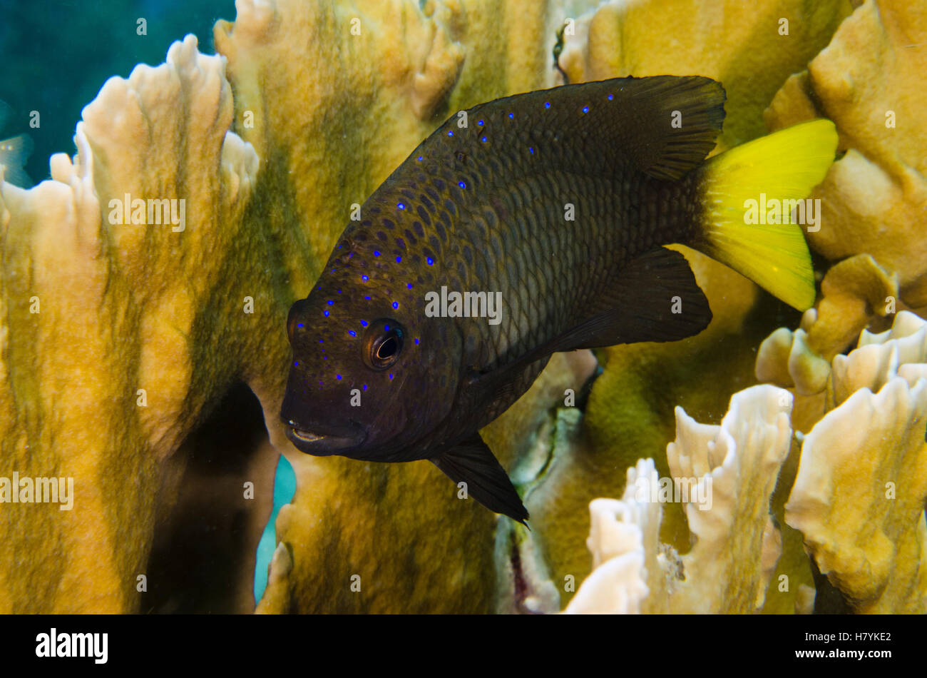 Yellowtail Damselfish (Microspathodon chrysurus), Bonaire, Netherlands ...