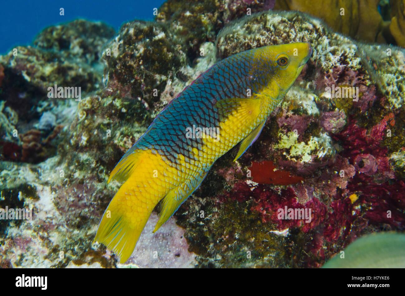 Spanish Hogfish (Bodianus rufus), Bonaire, Netherlands Antilles ...