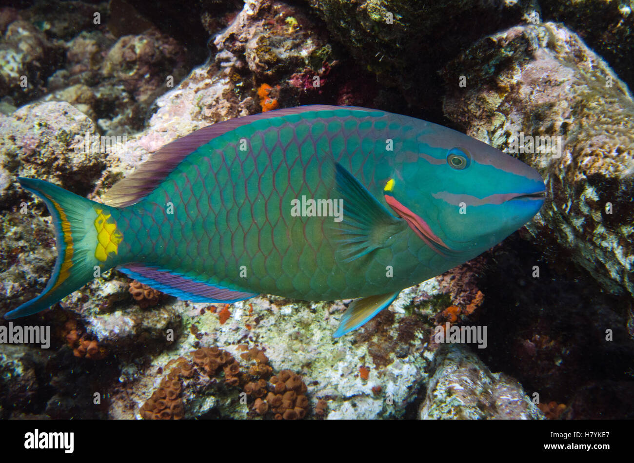 Stoplight Parrotfish (Sparisoma viride), Bonaire, Netherlands Antilles ...
